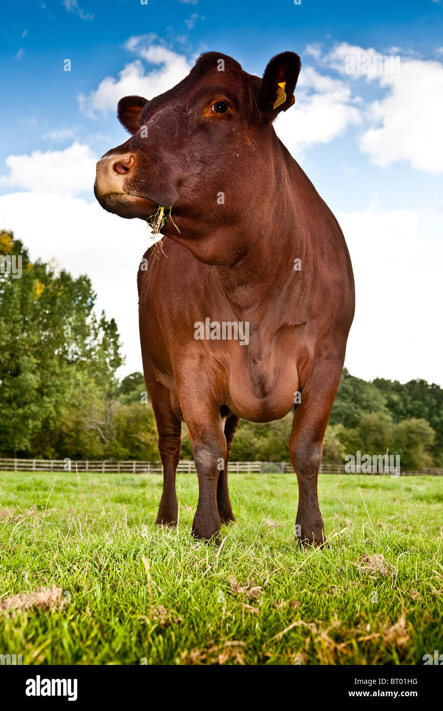 Sussex Cows High Resolution Stock Photography and Images - Alamy