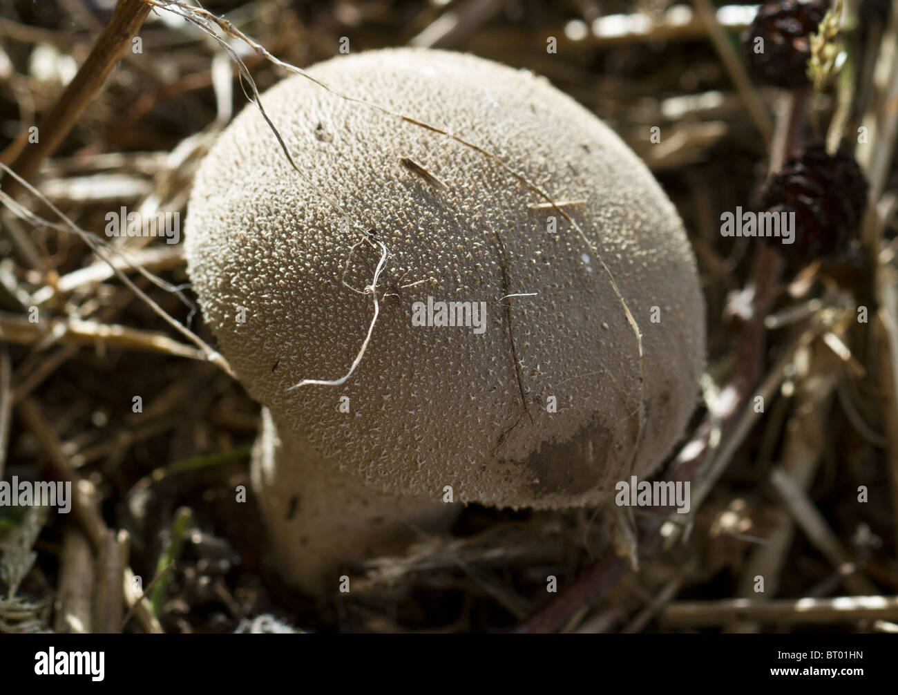 Puff ball hi-res stock photography and images - Alamy