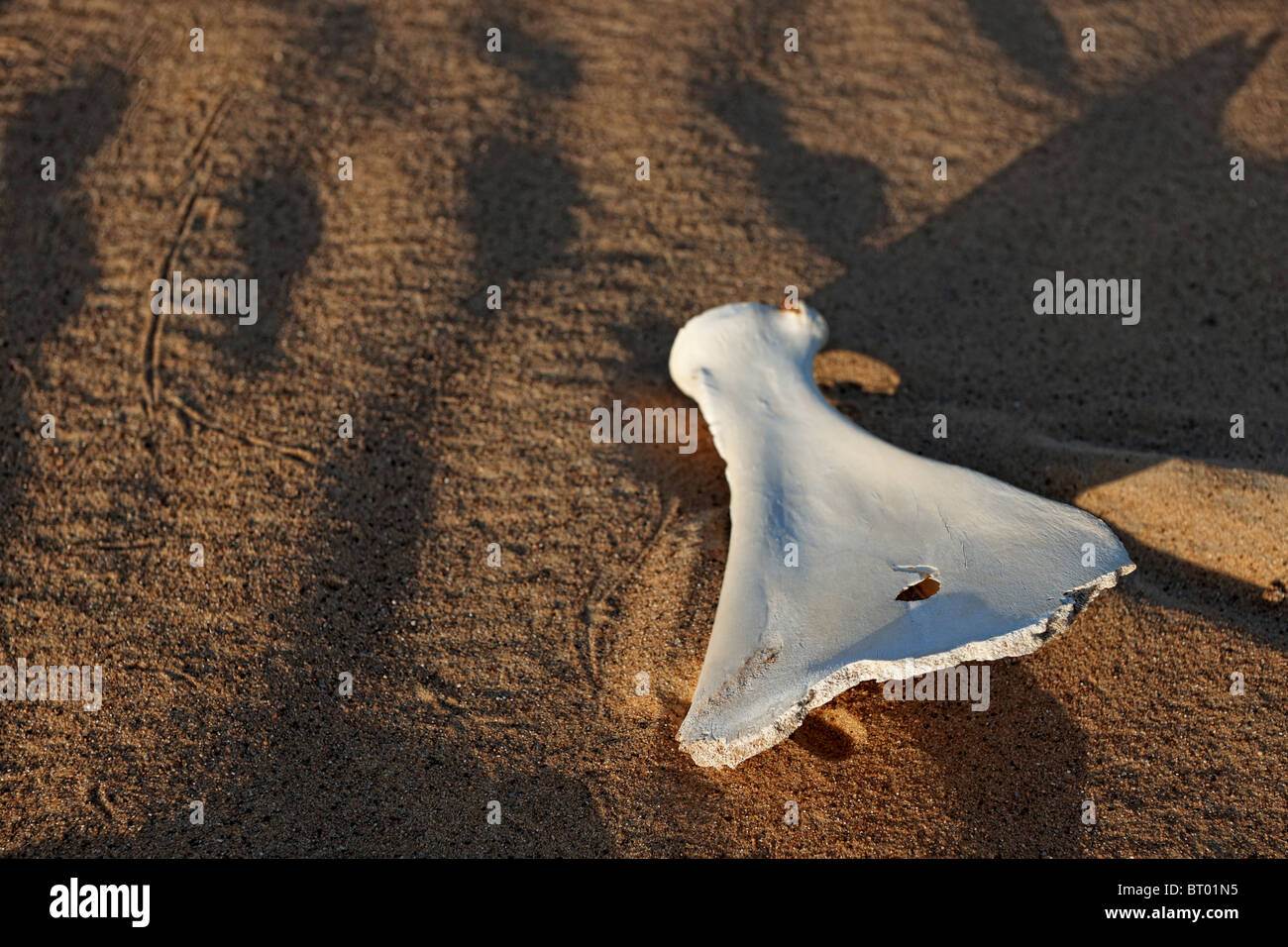 bones in desert landscape near Oasis Bahariya, western desert, Egypt ...