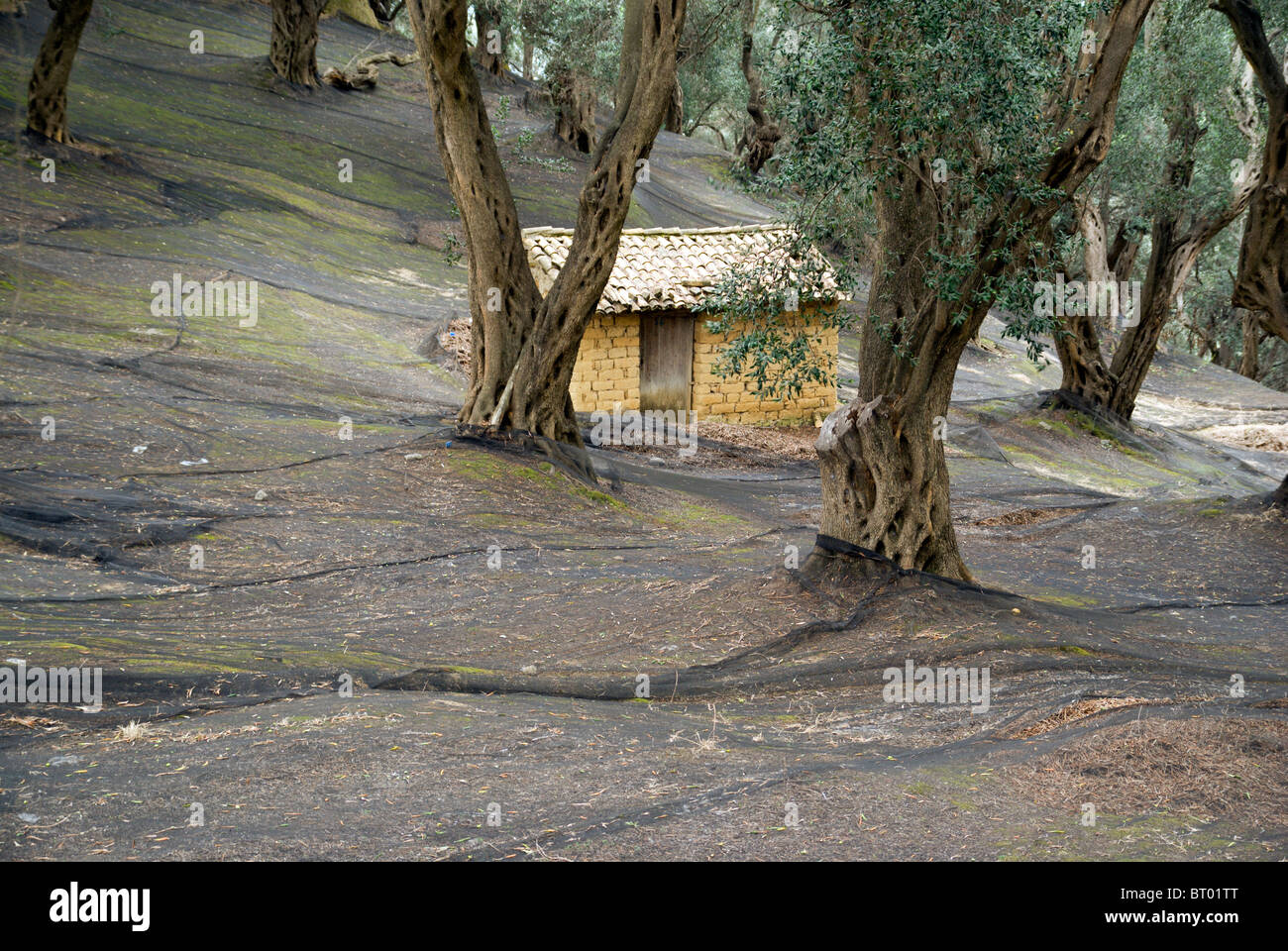 Olive trees greece hi-res stock photography and images - Alamy