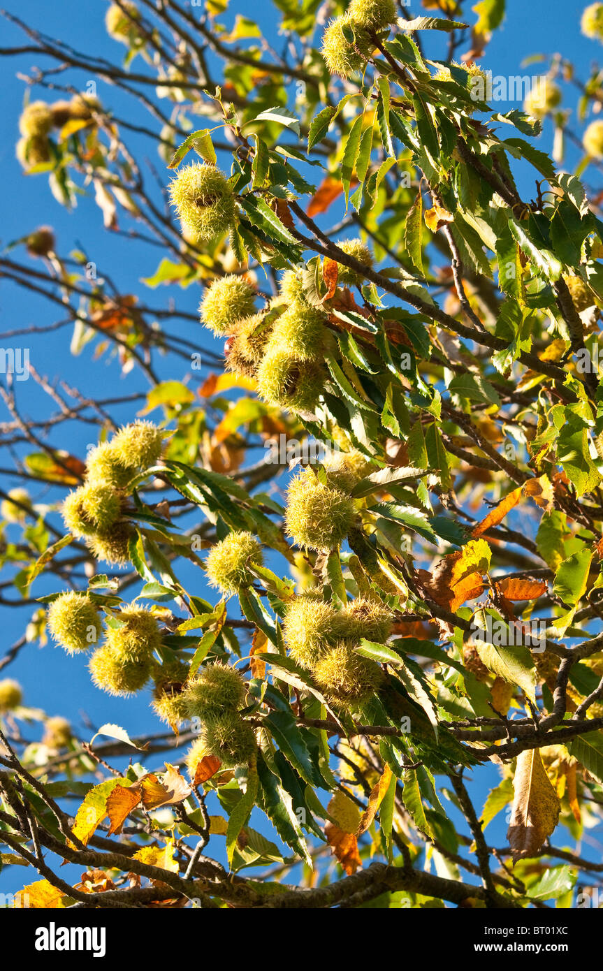 Spanish chestnuts tree hi-res stock photography and images - Alamy