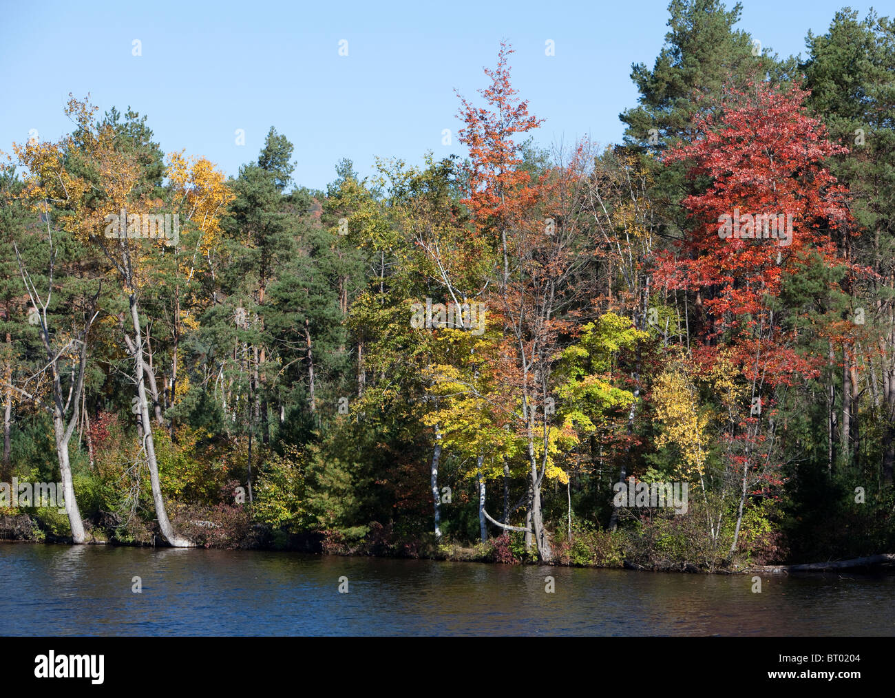 Fall foliage along a shoreline river lake Stock Photo - Alamy