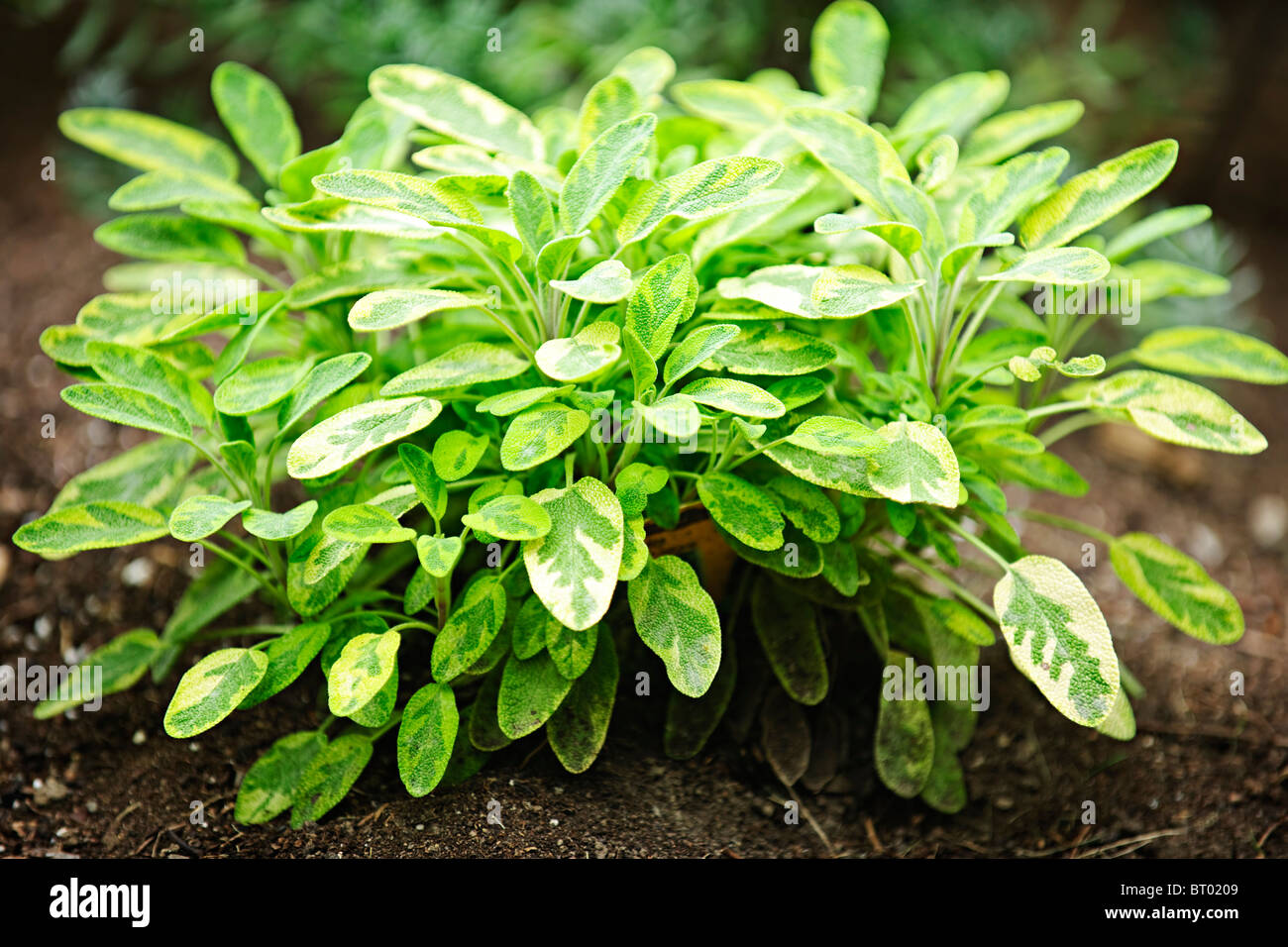 Sage Plant Garden Stock Photos & Sage Plant Garden Stock Images - Alamy
