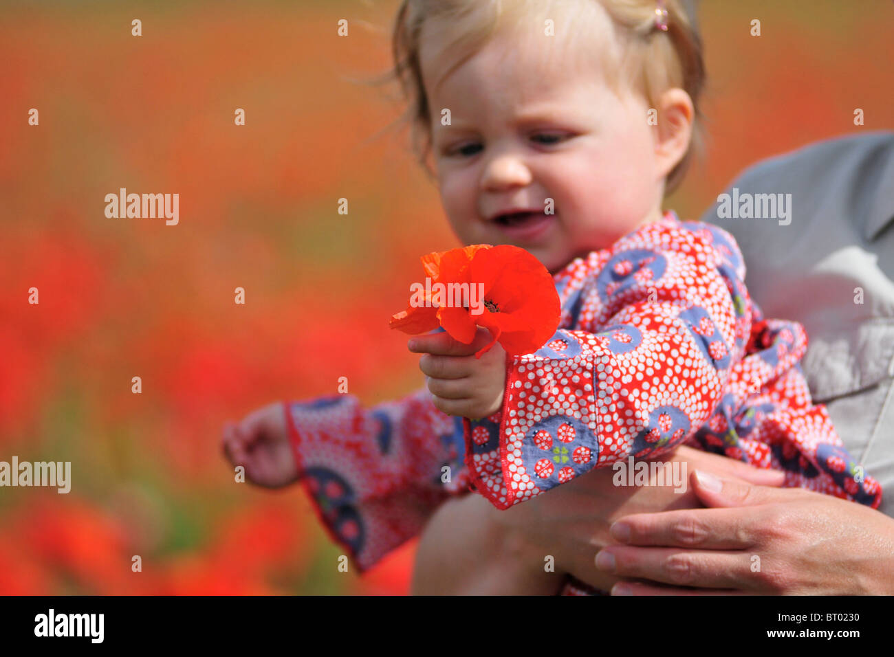 LITTLE GIRL HOLDING A BUNCH OF POPPIES, SOMME (80), PICARDY, FRANCE ...