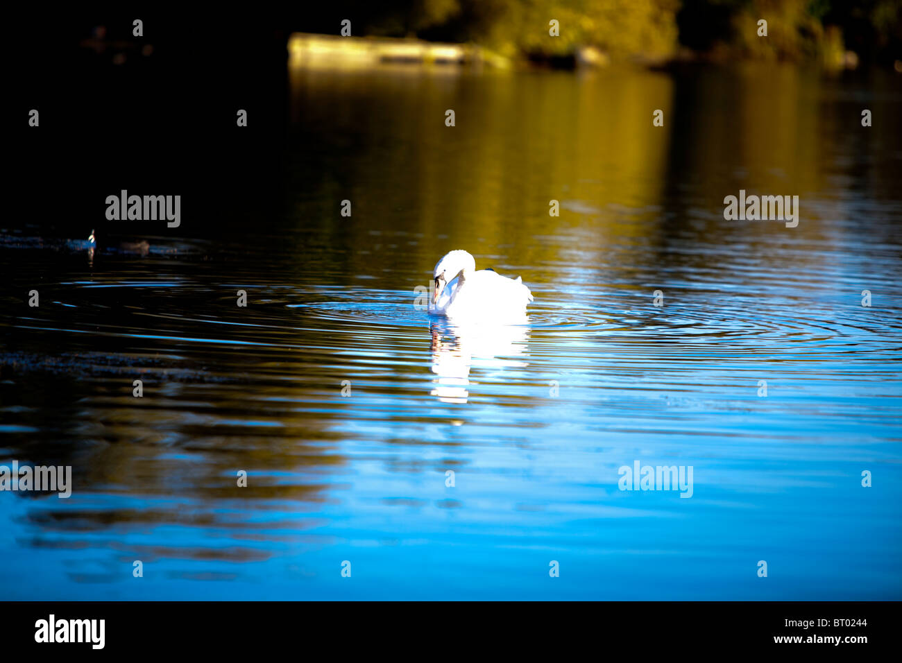 Swam swimming in a pond Stock Photo - Alamy