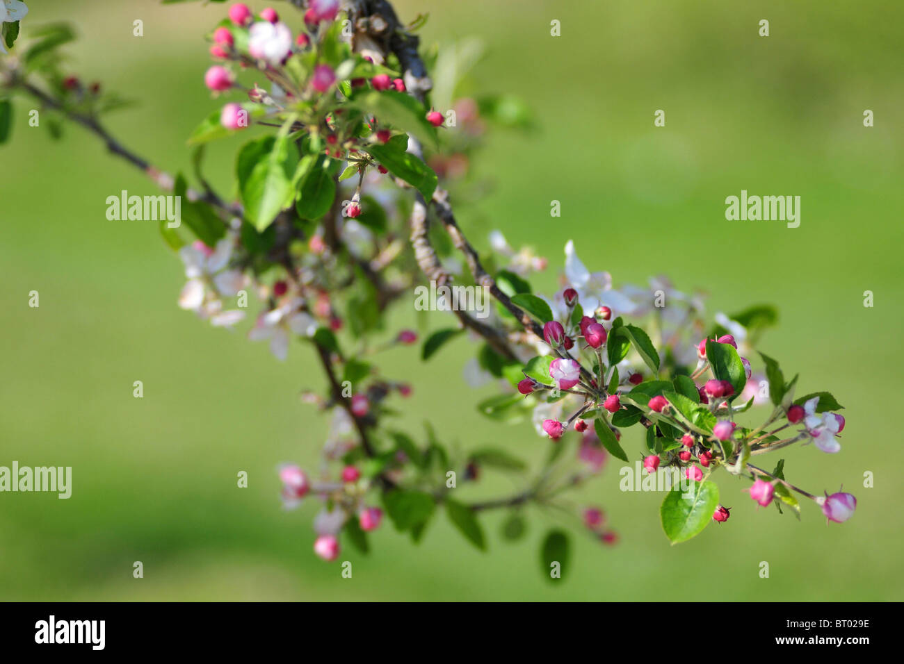 ROEBUCK IN AN ORCHARD OF FLOWERING APPLE TREES, SOMME (80), PICARDY ...