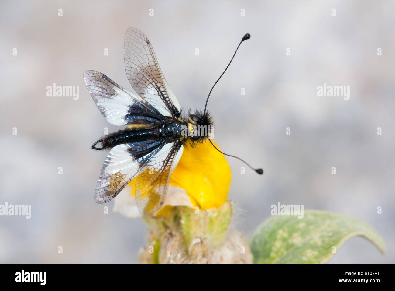 Ascalaphus sitting on a flower Stock Photo - Alamy