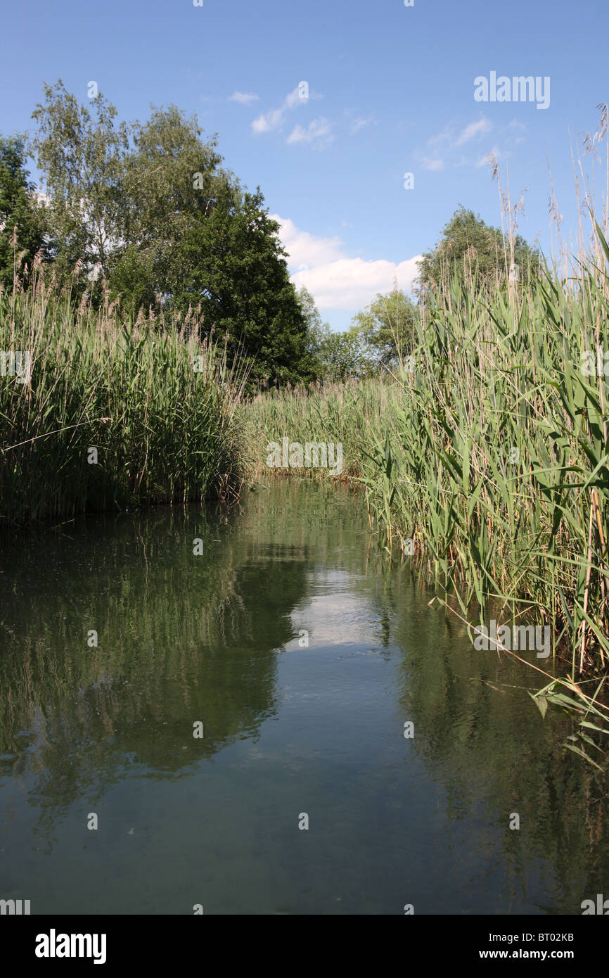 View of water canal in reed Stock Photo - Alamy