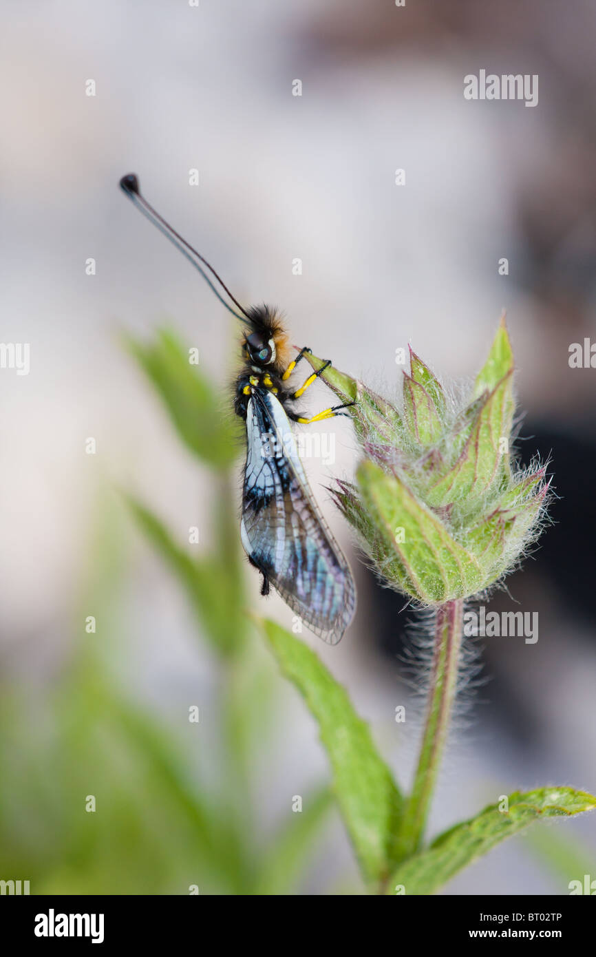 Ascalaphus sitting on a flower Stock Photo - Alamy