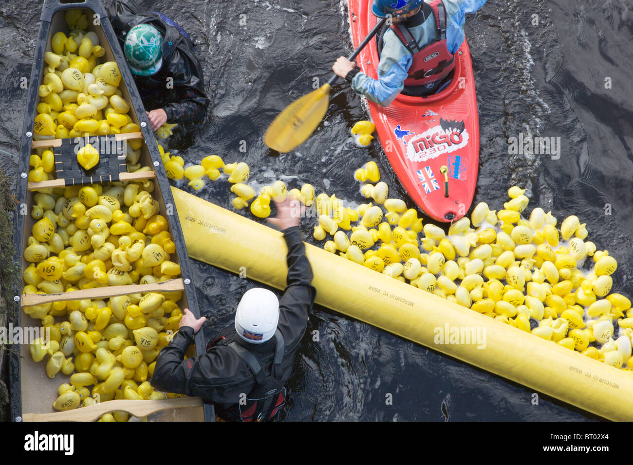 Collecting ducks at the finish of the Duck Race 2010 Tadcaster North ...