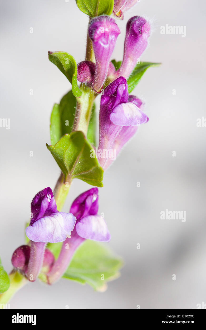Scutellaria hi-res stock photography and images - Alamy