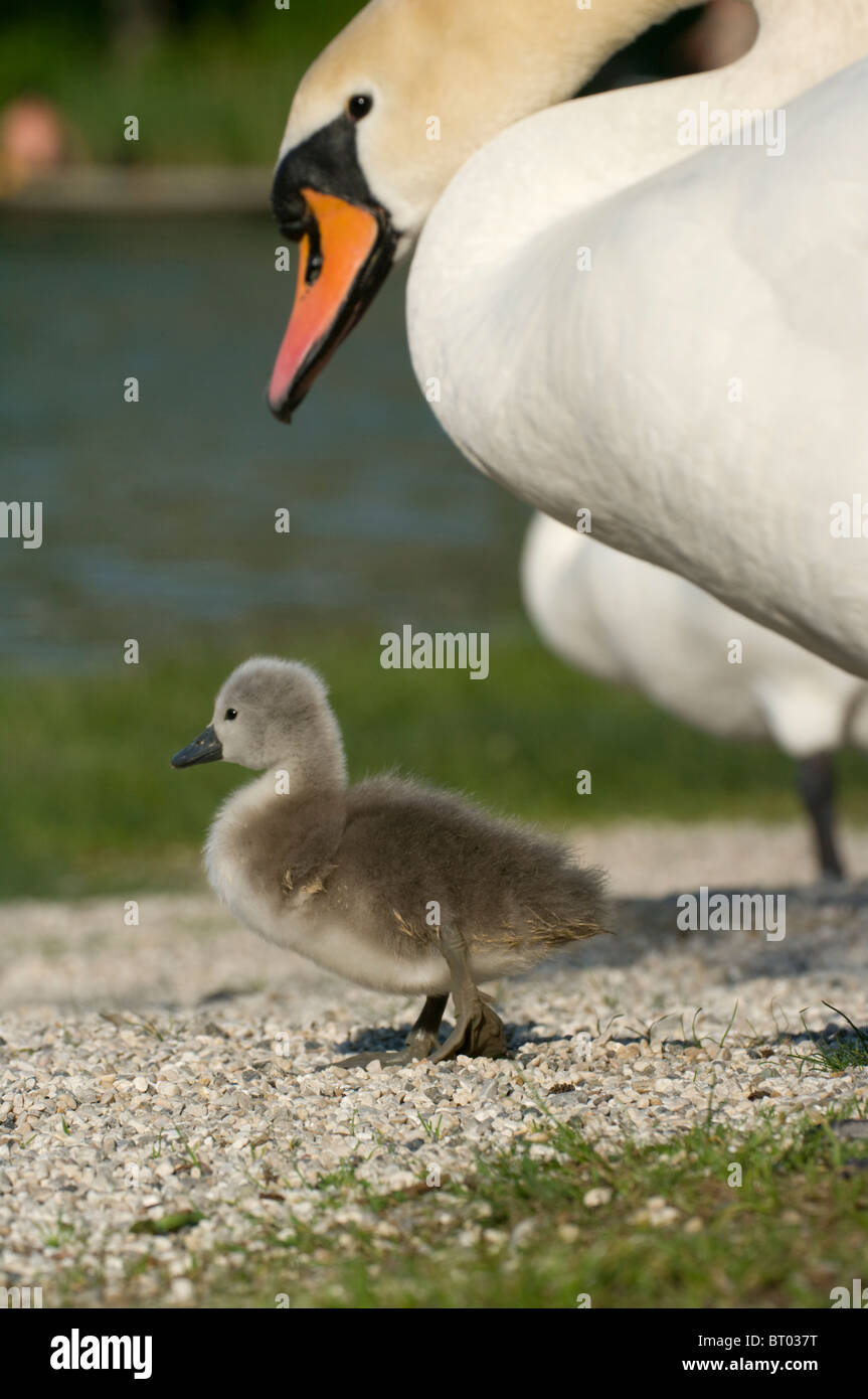 Swan and signet hi-res stock photography and images - Alamy