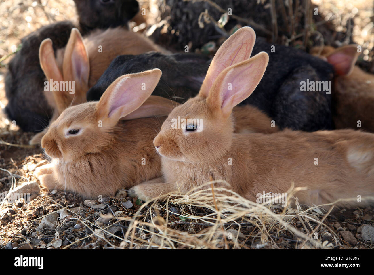 RABBITS IN THEIR NATURAL HUTCH, FREE-RANGE BREEDING, VAUCLUSE, FRANCE ...