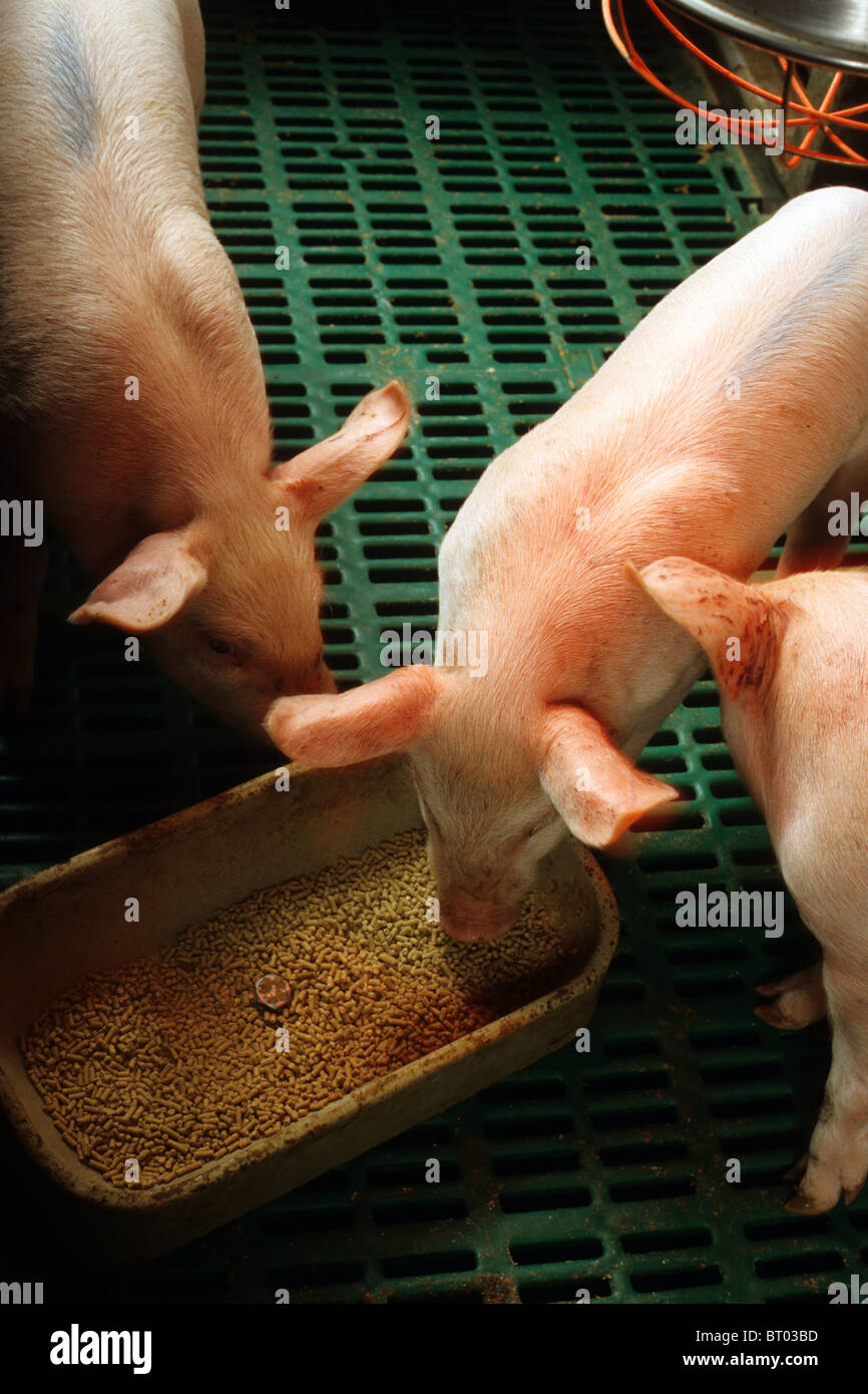 Ille et vilaine battery pig farm hi-res stock photography and images ...