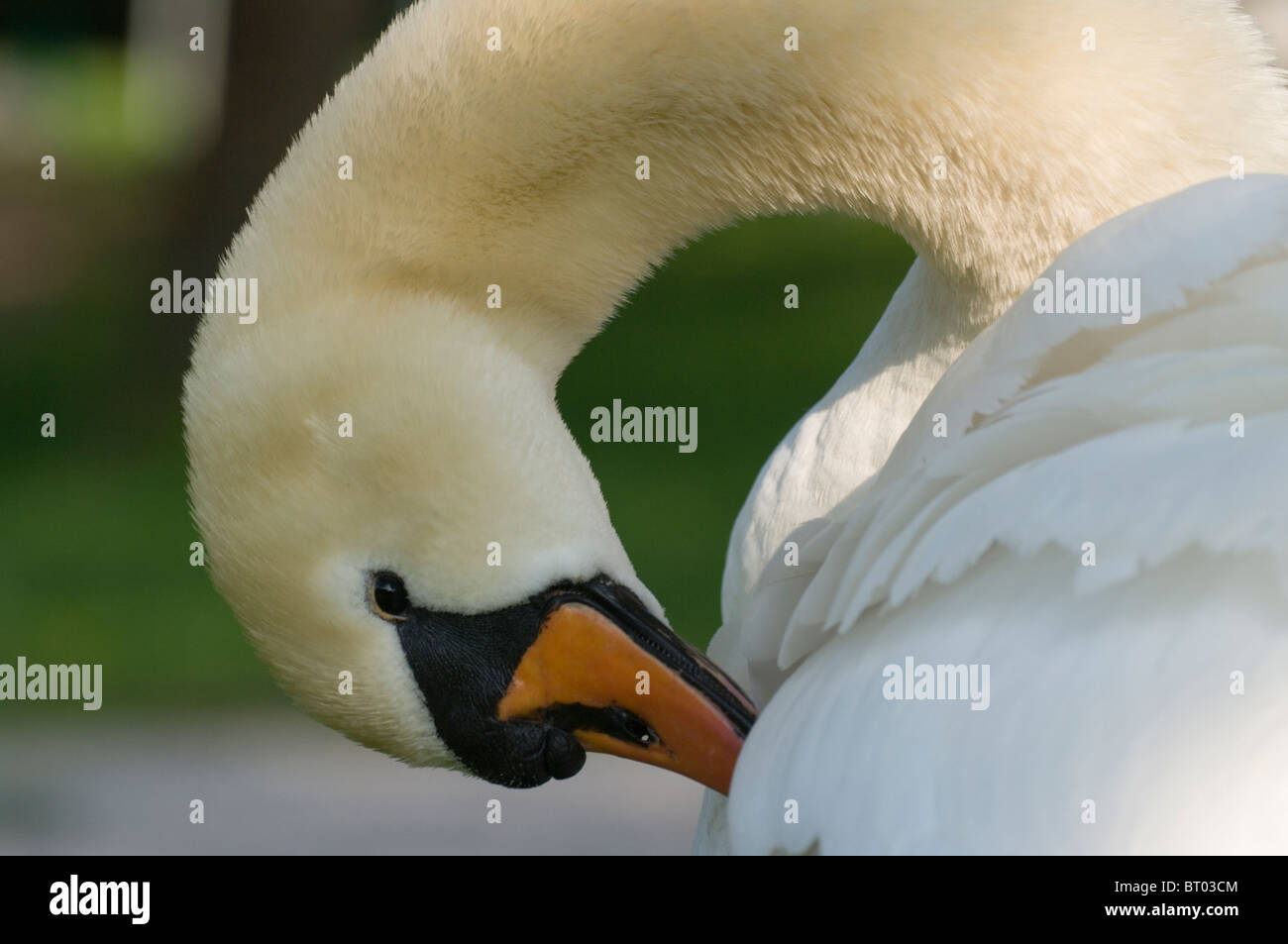 Swan preening hi-res stock photography and images - Alamy