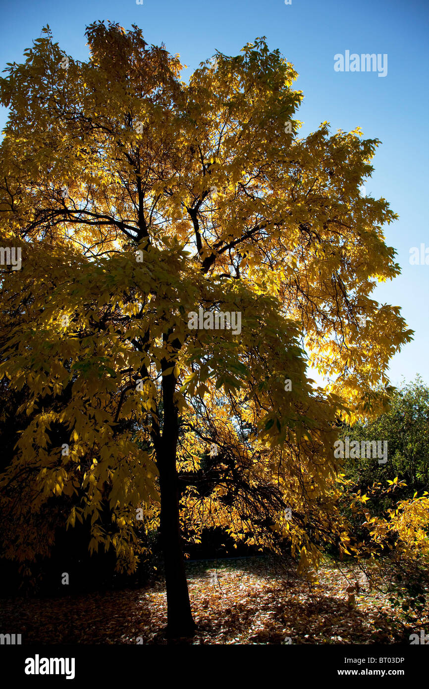 Autumn trees at The Royal Botanic Gardens / Kew Gardens, London Stock ...