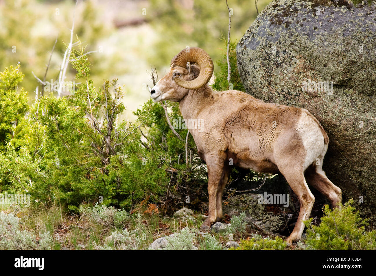 Scratching Using Horn High Resolution Stock Photography and Images - Alamy