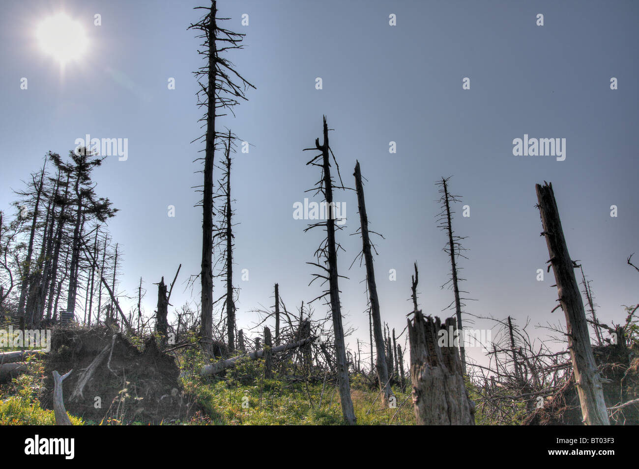 View of dead mountain wood - forest with dry trees Stock Photo - Alamy
