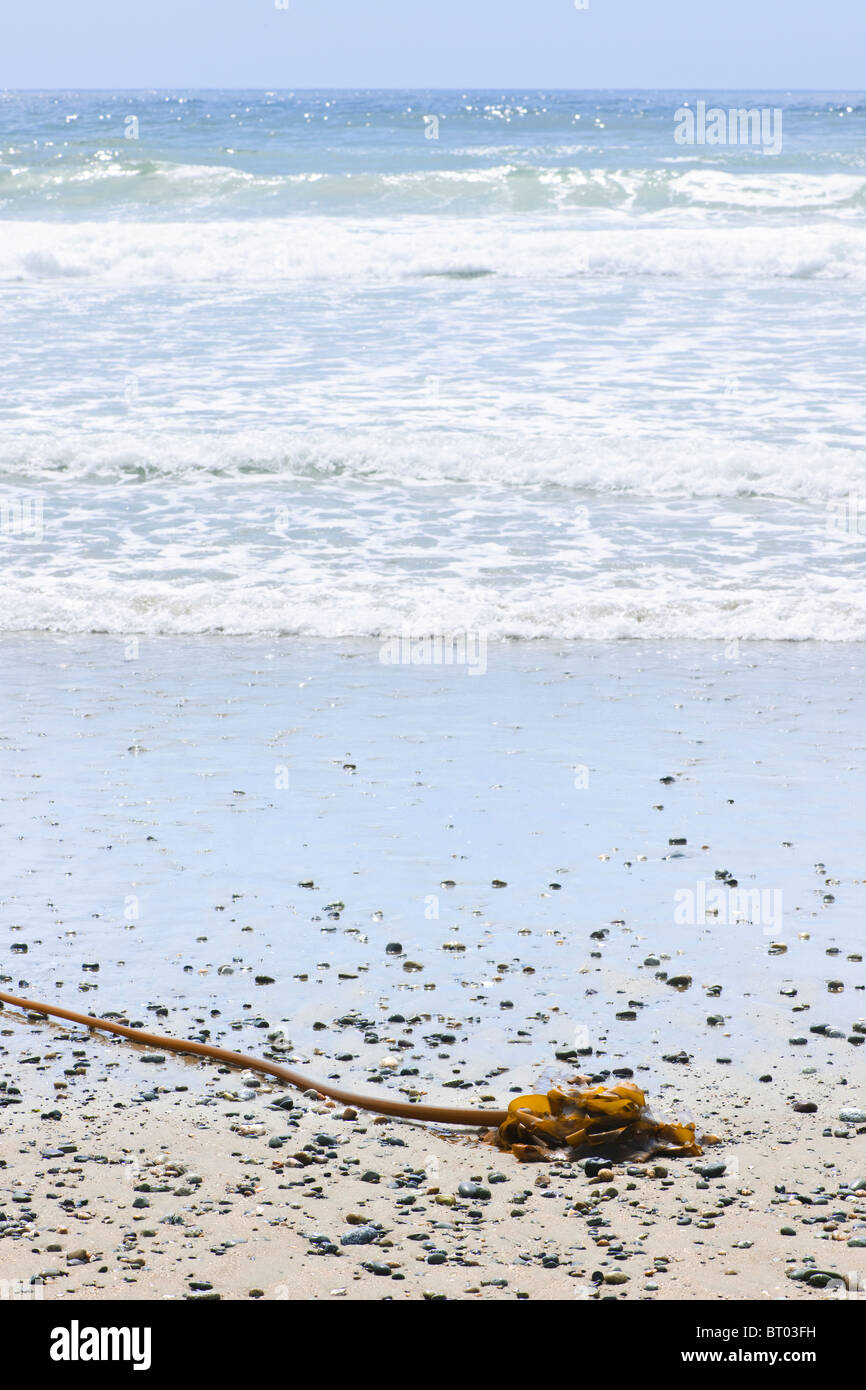 Seaweed on sand, Long Beach in Pacific Rim National Park, Canada Stock ...