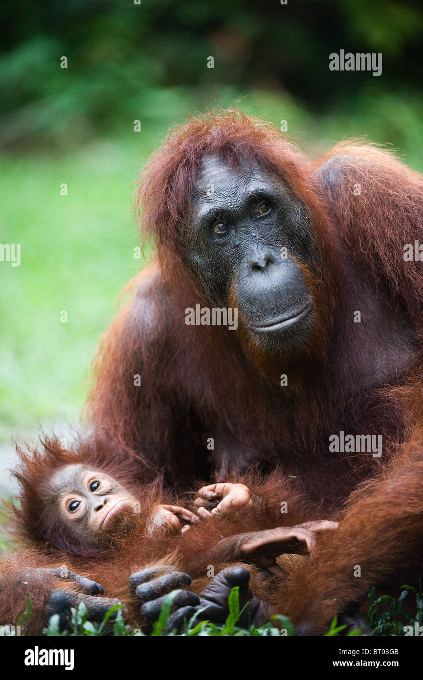 Baby orangutan mother hi-res stock photography and images - Alamy