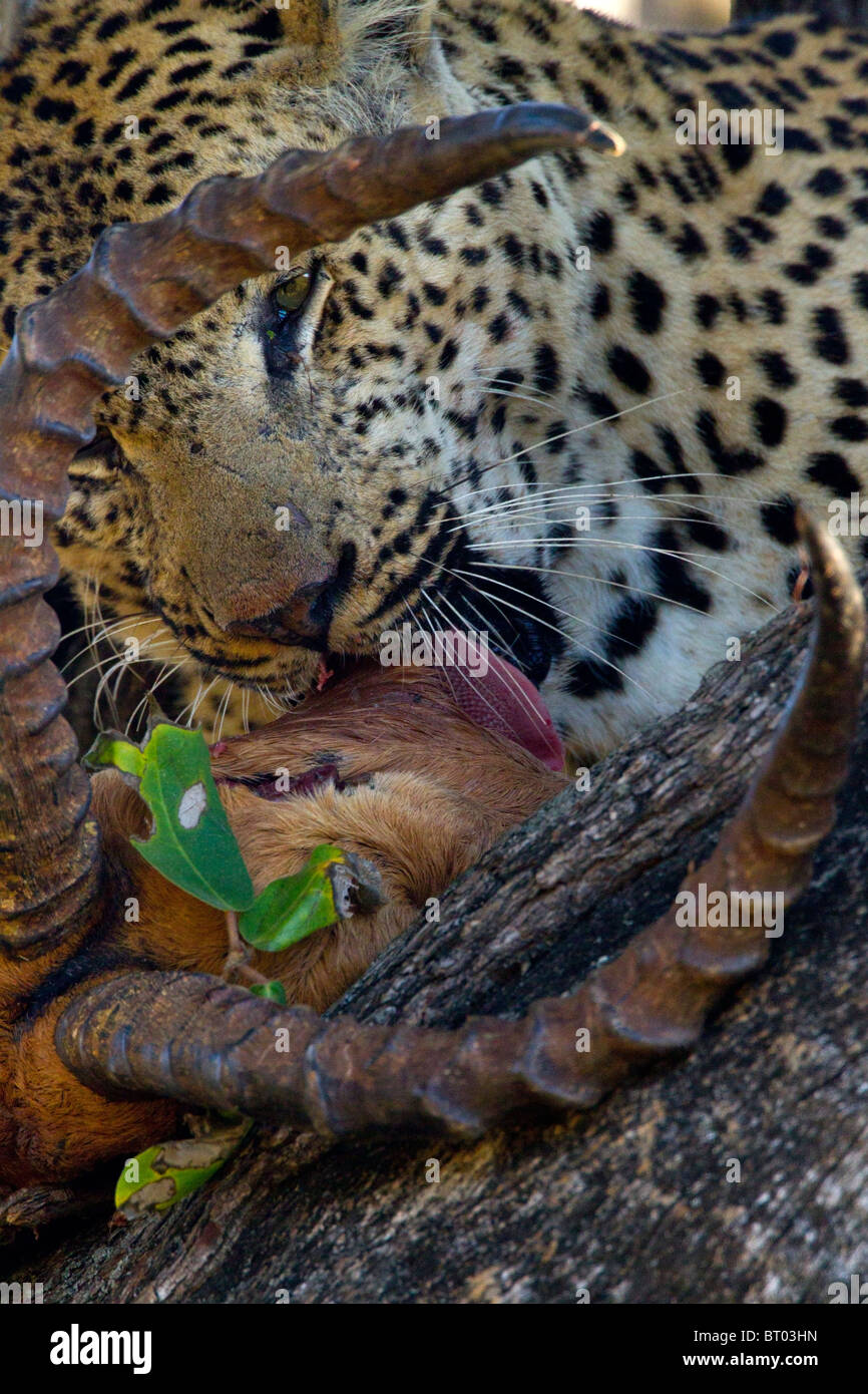 Leopard eating hi-res stock photography and images - Alamy