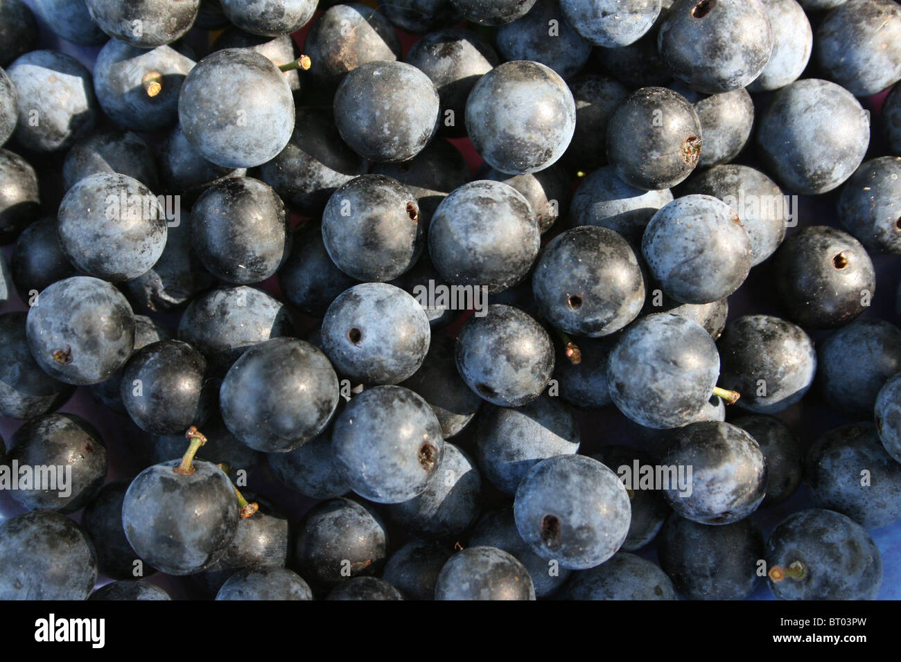 Black sloe hi-res stock photography and images - Alamy