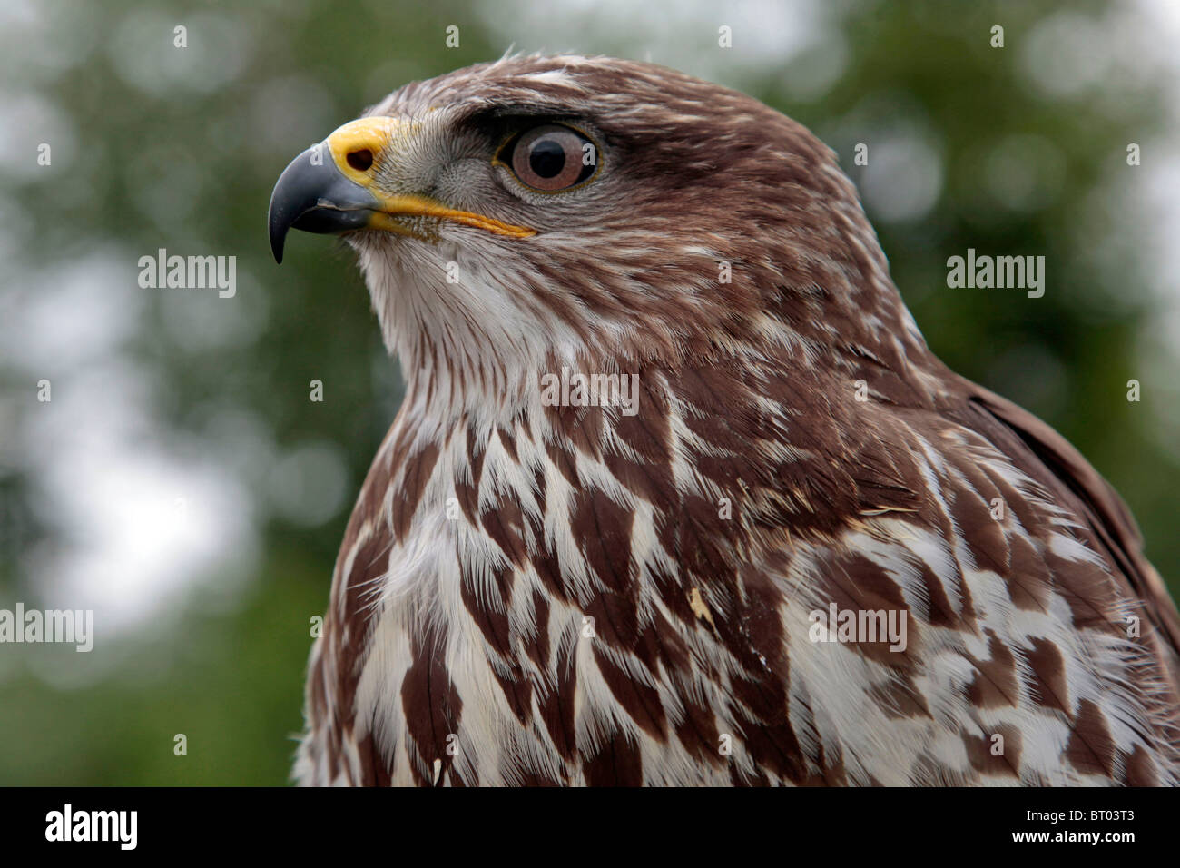 Common buzzard profile hi-res stock photography and images - Alamy