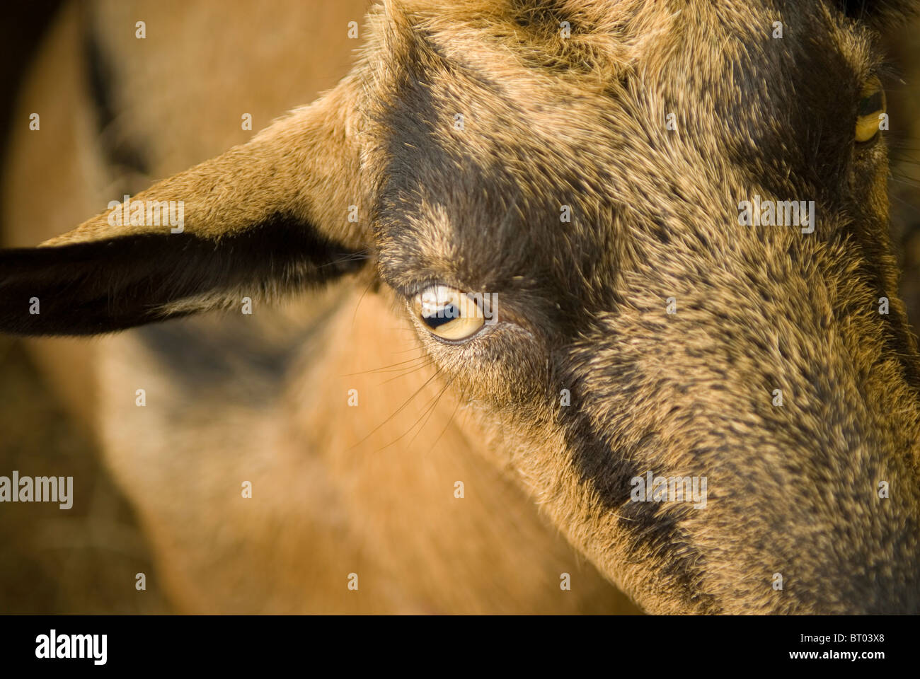 Goat close up Stock Photo - Alamy