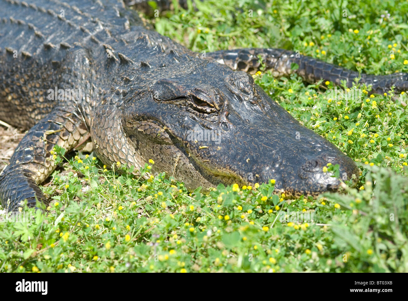 American alligator, Alligator mississippiensis, at Brazos Bend State ...