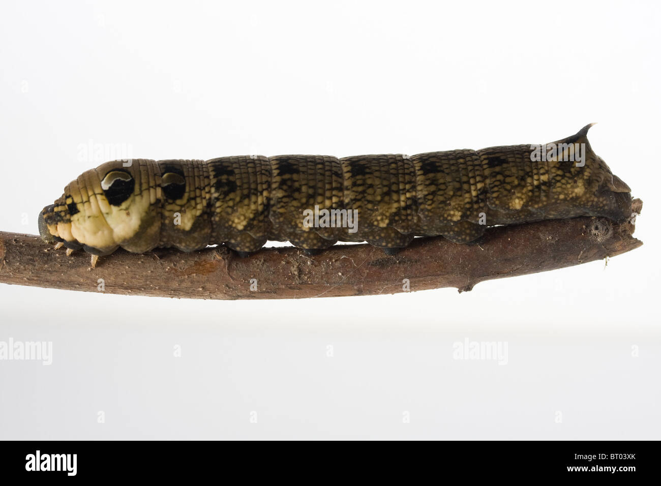 Elephant hawkmoth larva Stock Photo - Alamy