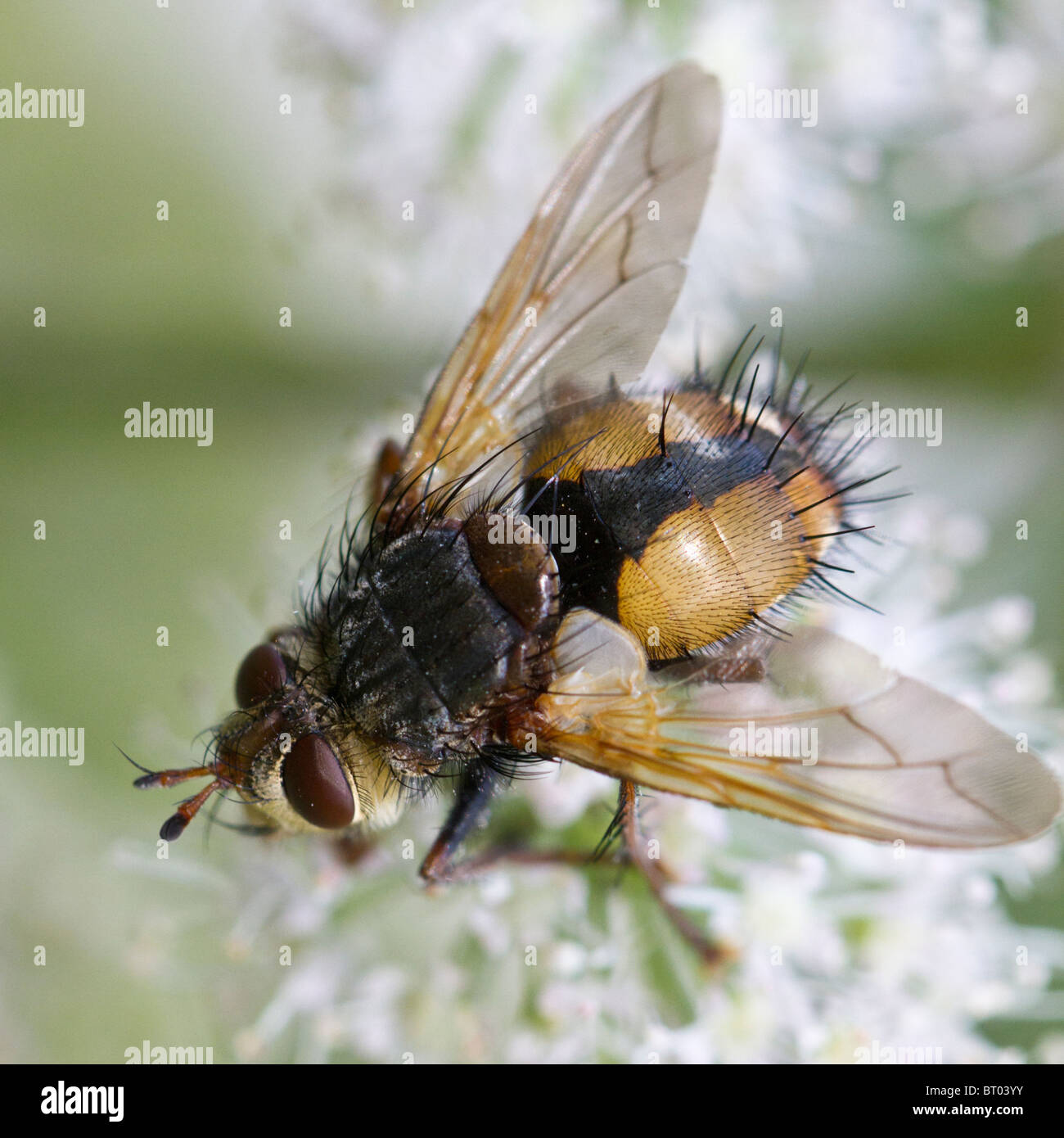 Fera hi-res stock photography and images - Alamy