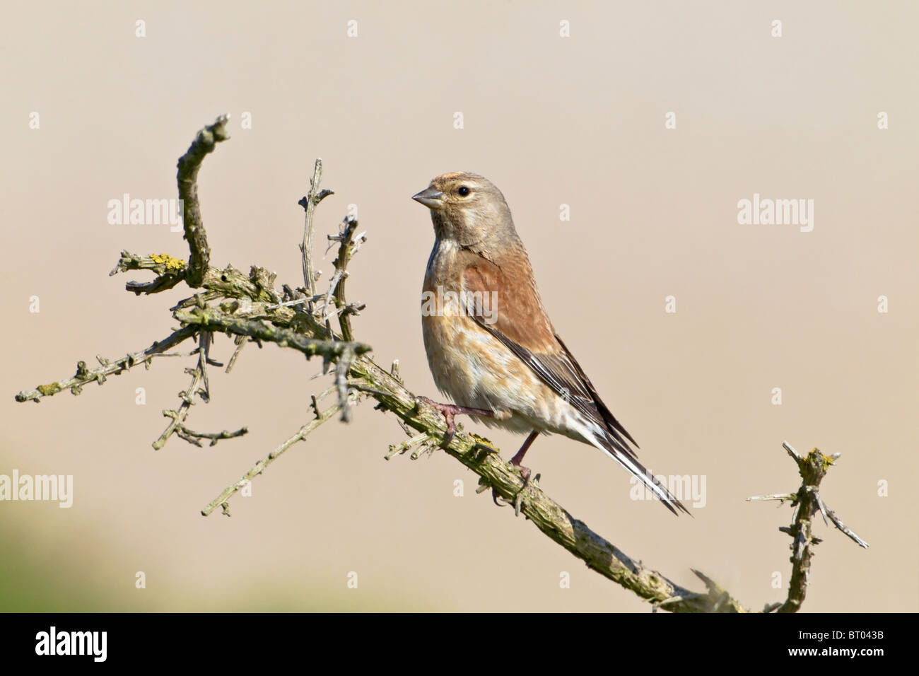 Female linnet bird hi-res stock photography and images - Alamy