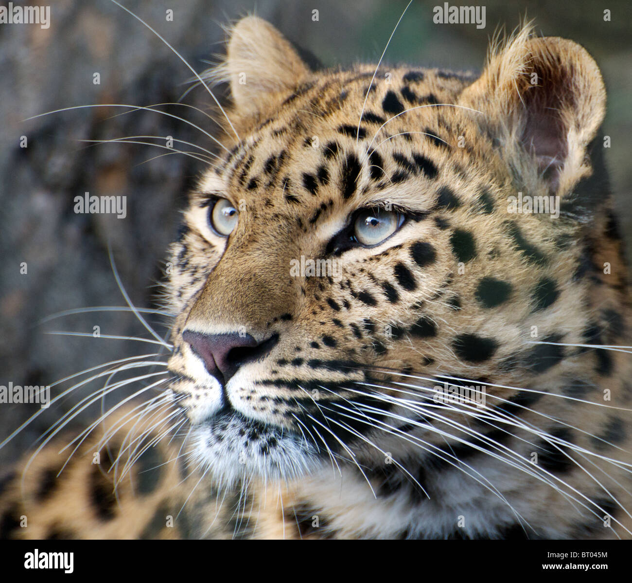 Female Amur leopard (headshot Stock Photo - Alamy Female Amur leopard (headshot Stock Photo - Alamy
