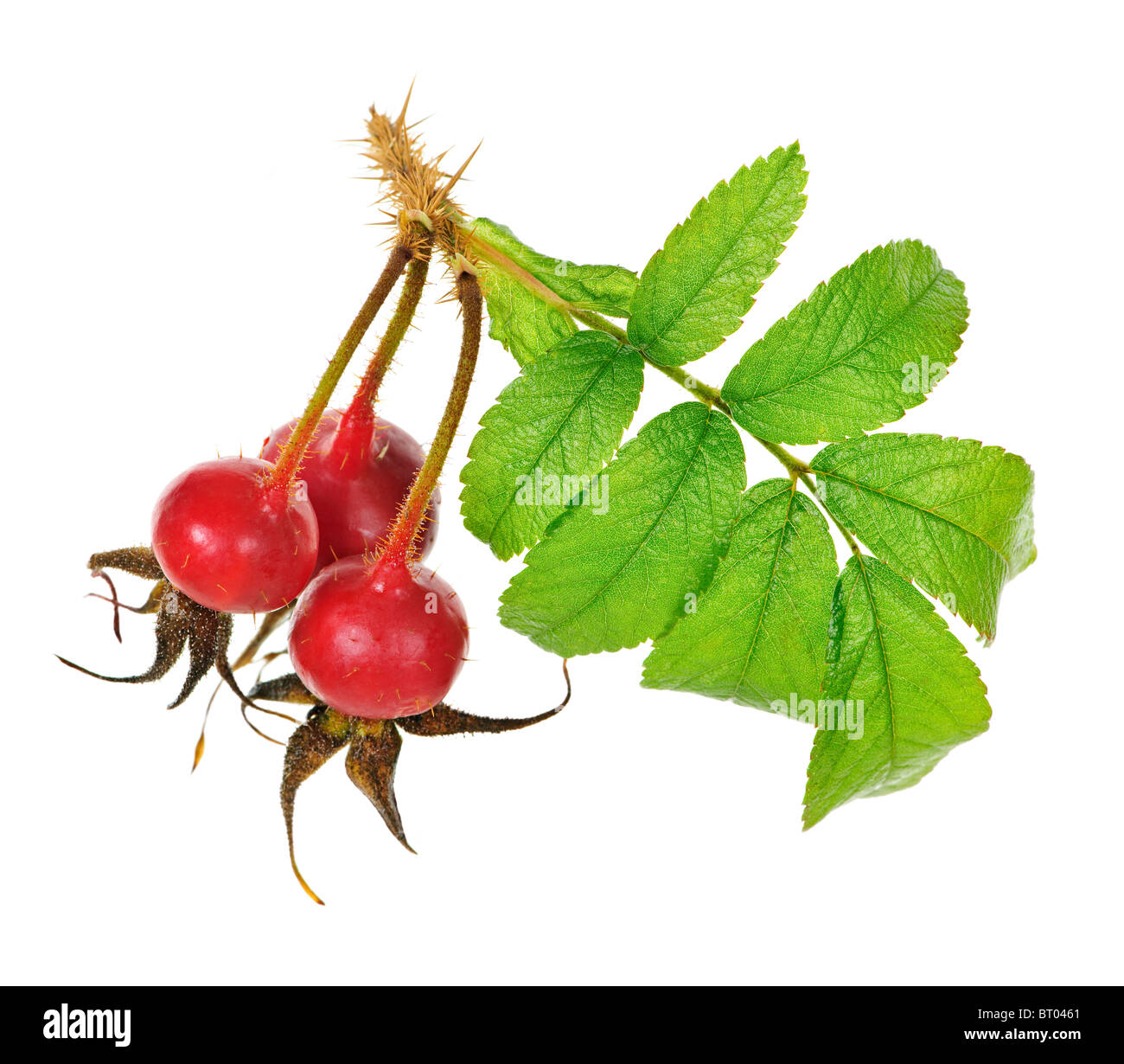 Rose branch with rosehips isolated on white background Stock Photo - Alamy