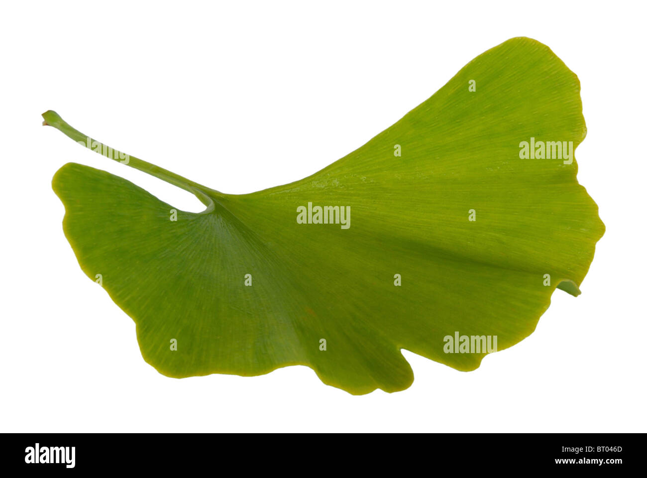 Ginkgo hi-res stock photography and images - Alamy