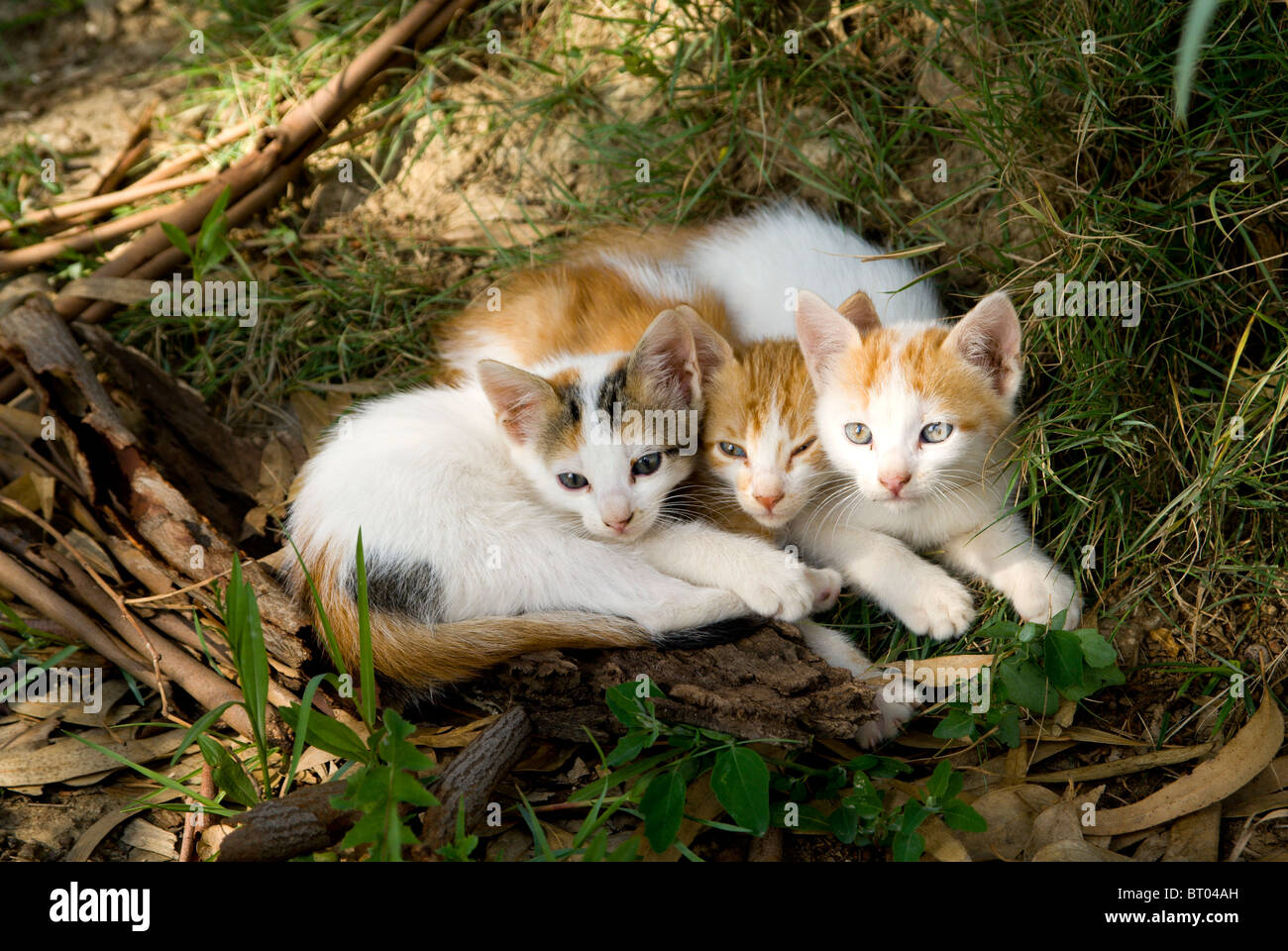 Three Kittens Cuddling
