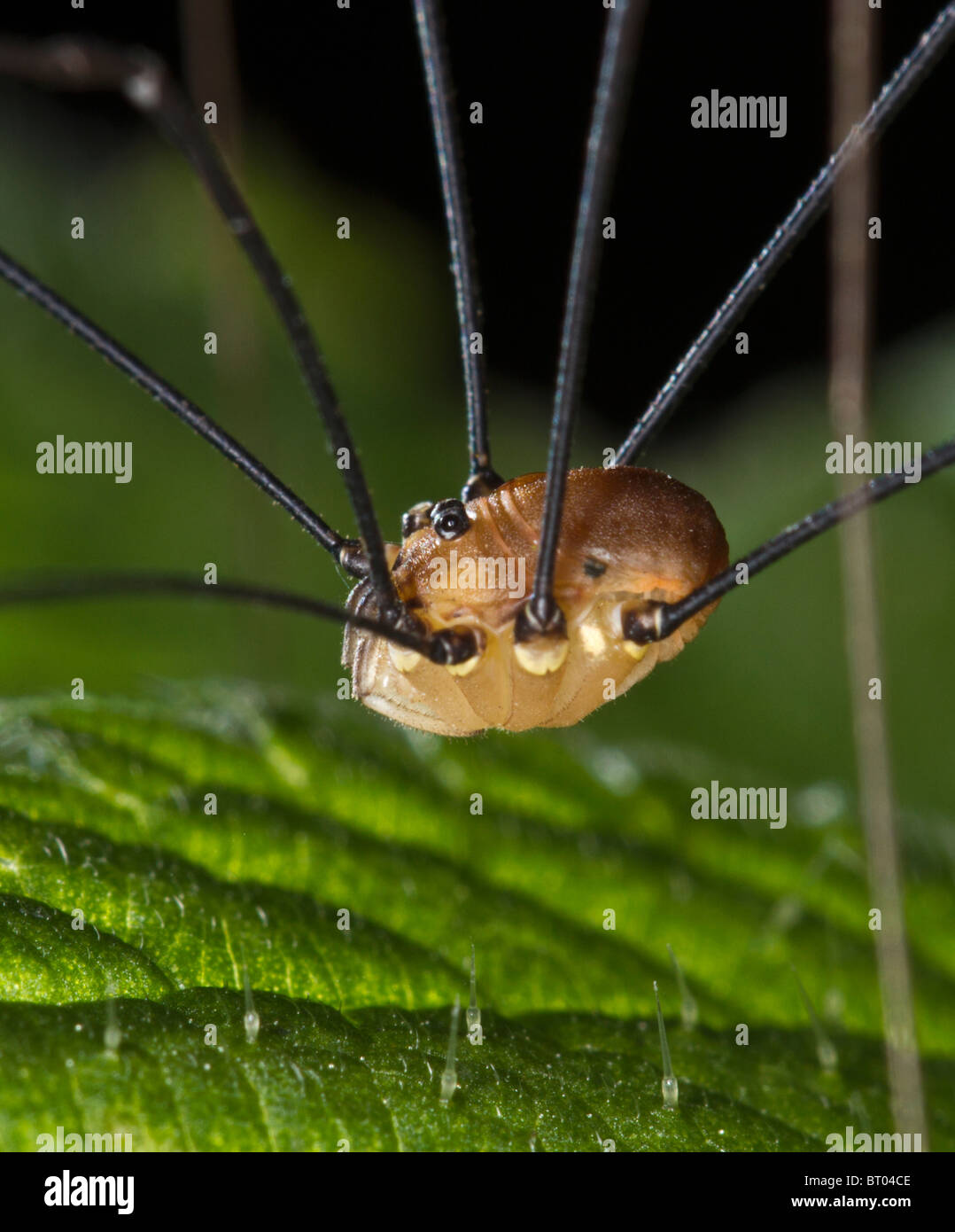 Male harvestman spider Stock Photo - Alamy