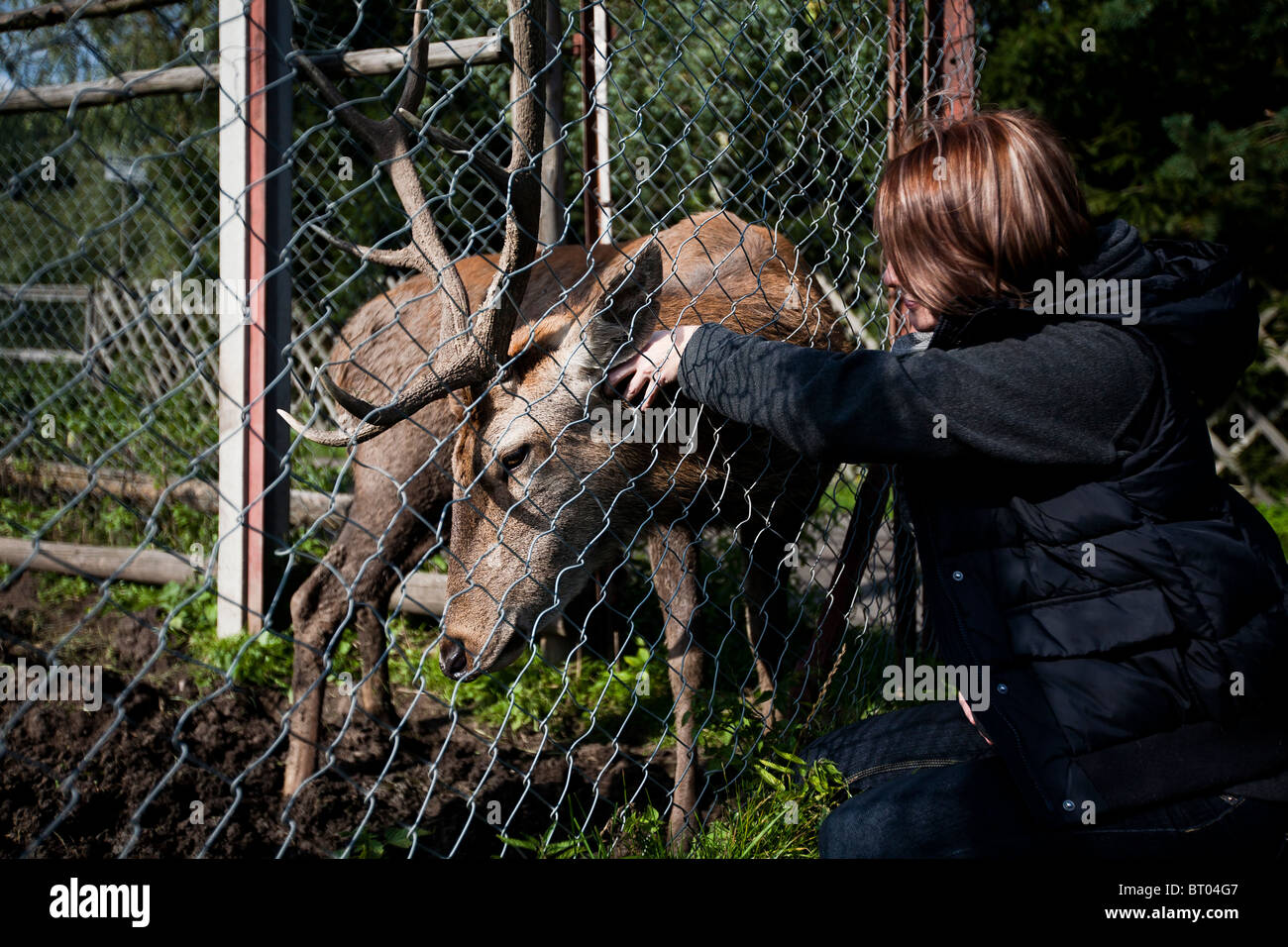 Reindeer fence hi-res stock photography and images - Alamy