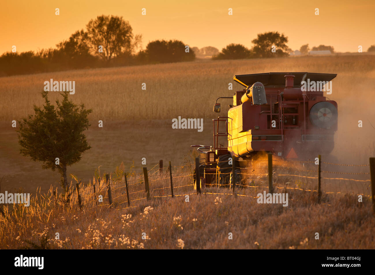 A combine in a corn field at sunset Stock Photo - Alamy