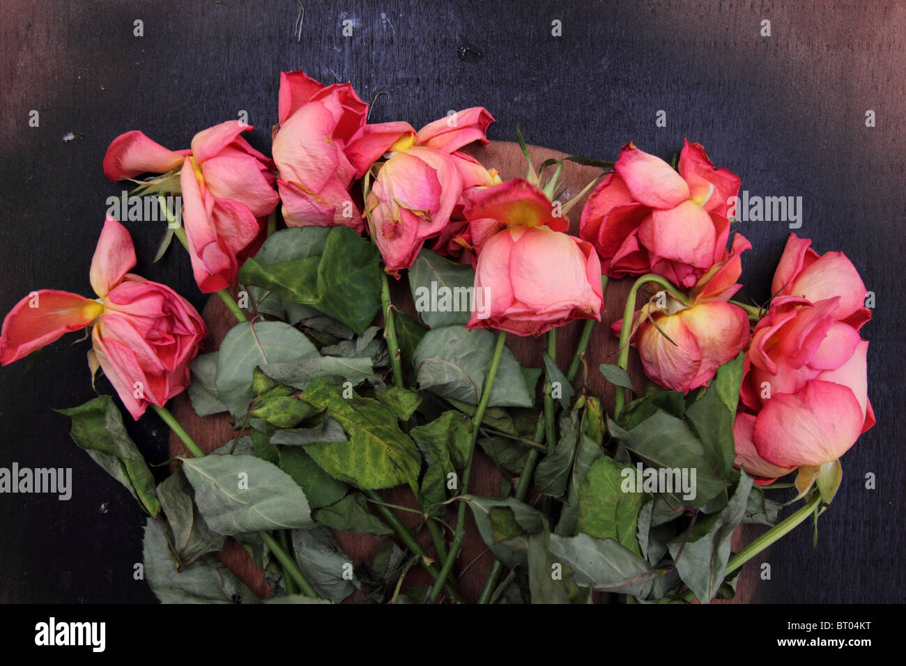 BUNCH OF DEAD FLOWERS BLACK BACKGROUND HORIZONTAL BDB Stock Photo - Alamy