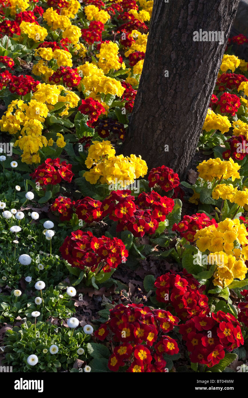 Display of early spring flowers including pansies in a public park in ...