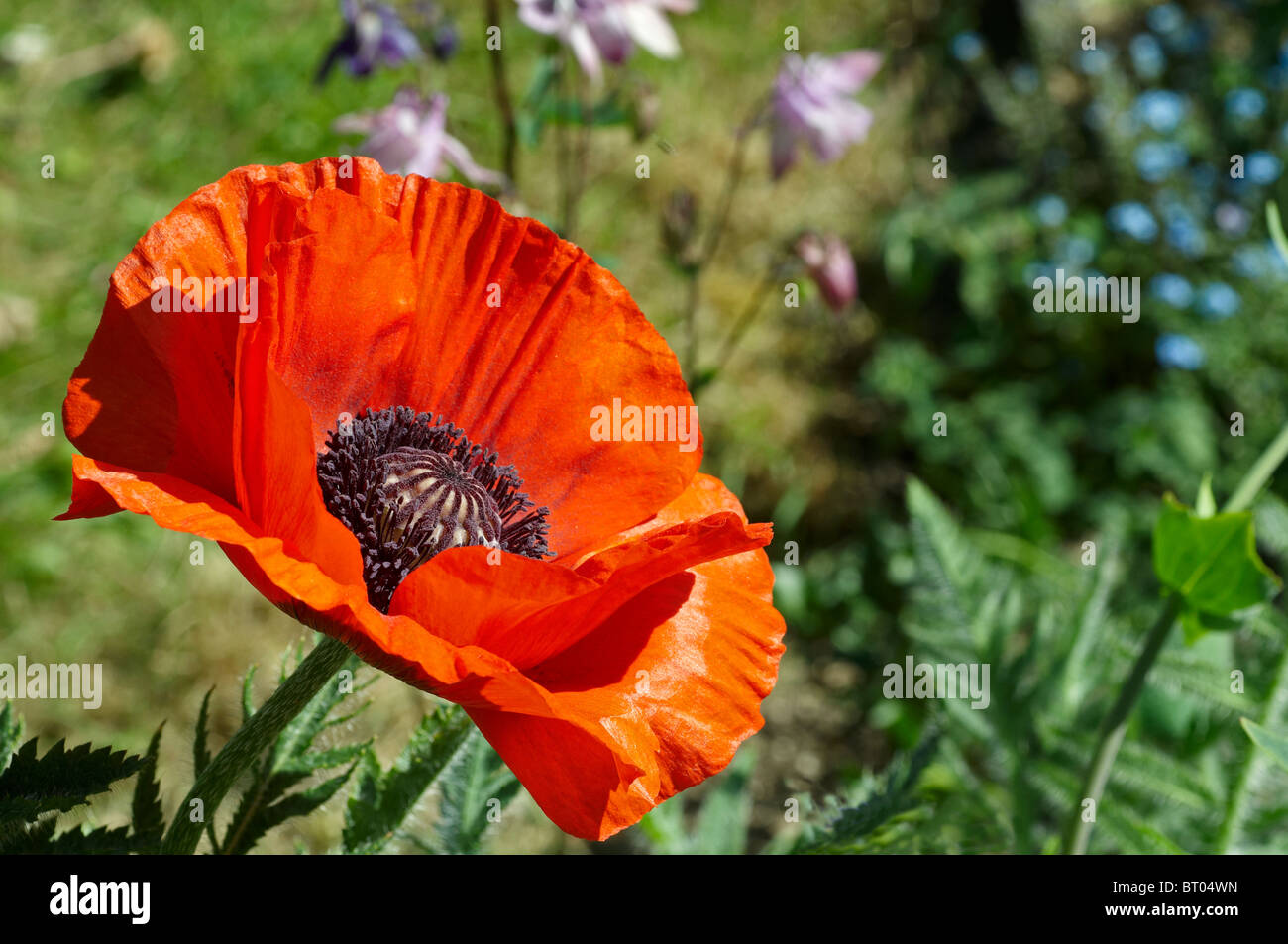 Papaver orientale (Oriental poppy) is a perennial flowering plant ...