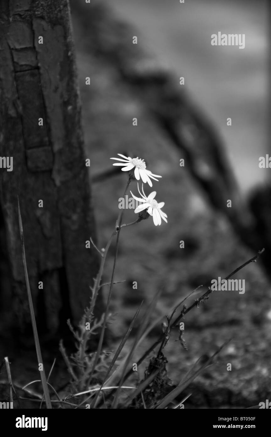 Lonely flower hi-res stock photography and images - Alamy