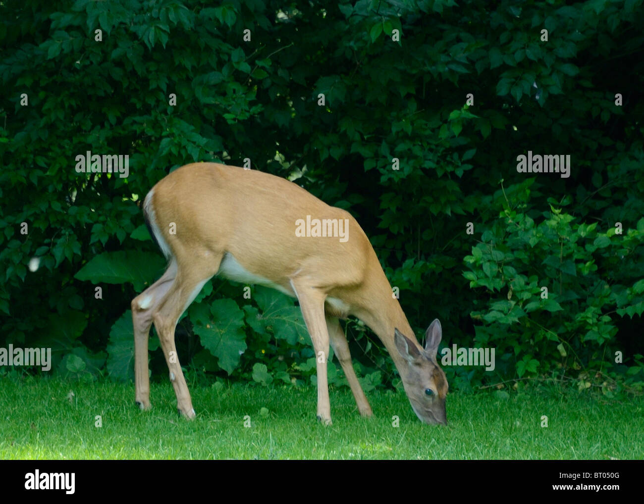 Grazing deer hi-res stock photography and images - Alamy