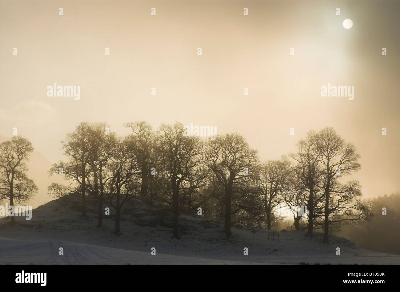 Sihuetted copse of trees on misty winters days with sun Stock Photo - Alamy