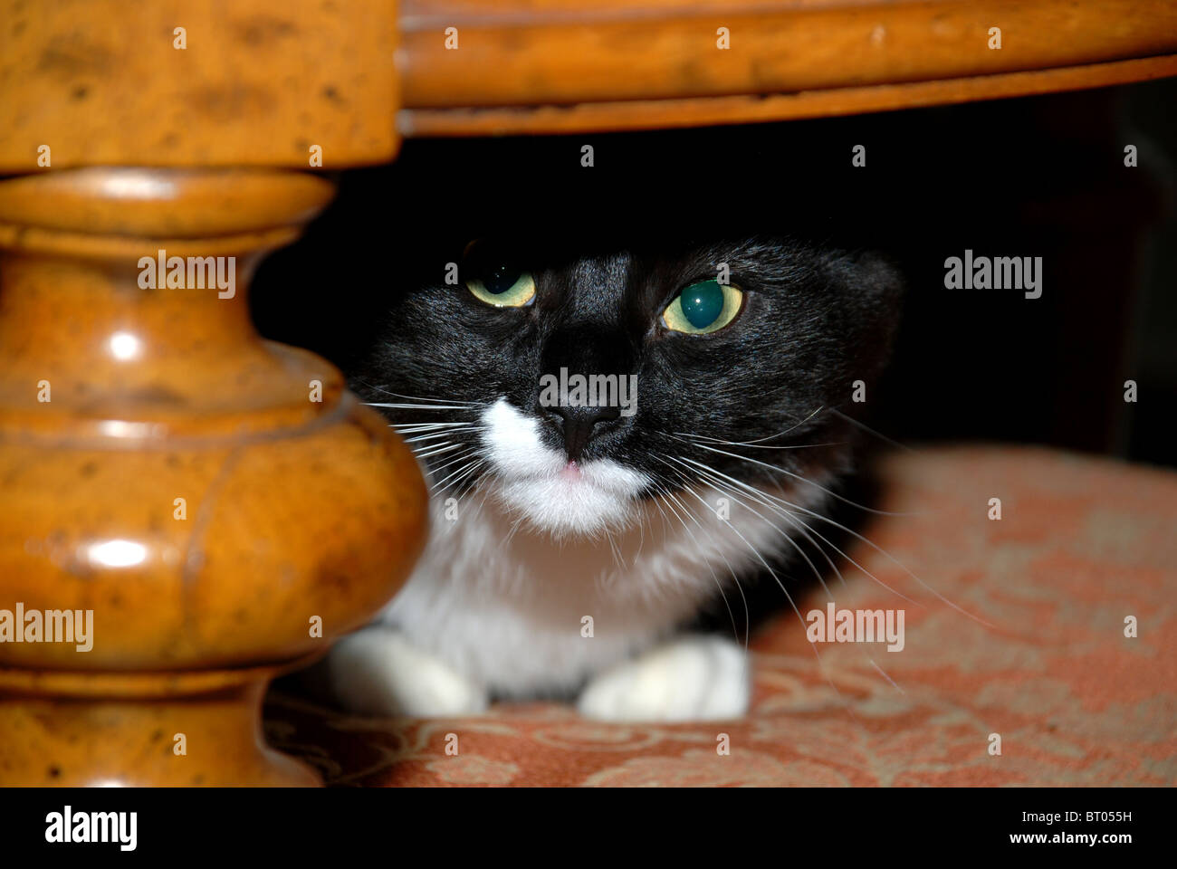 Cat hiding under furniture Stock Photo - Alamy