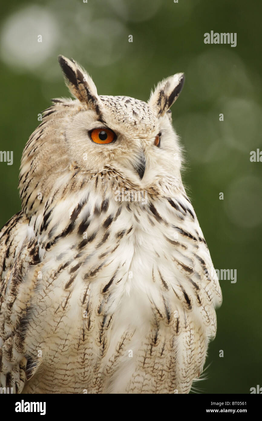 Bubo bubo eagle owl hi-res stock photography and images - Alamy