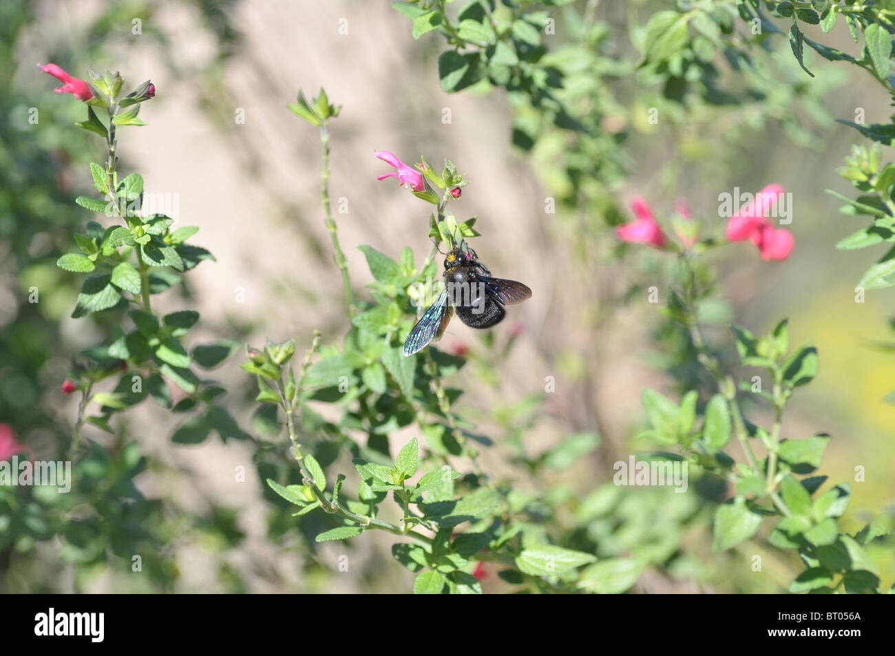 [Blue winged bee] feeding on flowers showing wing colours gathering ...