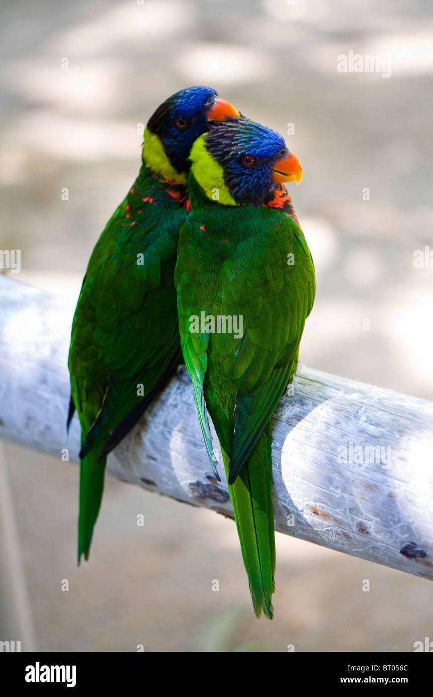 Parrots kissing hi-res stock photography and images - Alamy