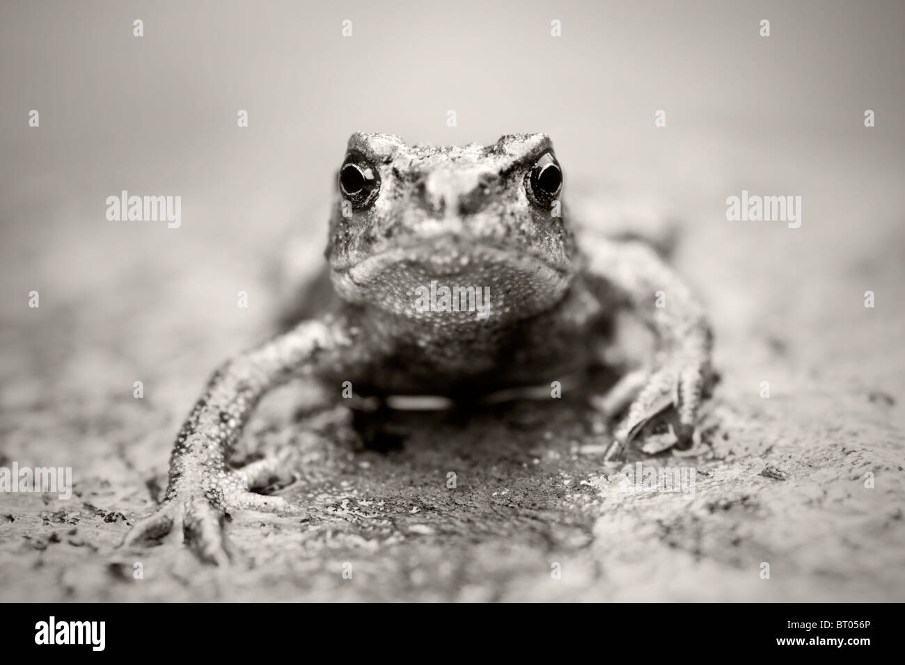 Black toad hi-res stock photography and images - Alamy